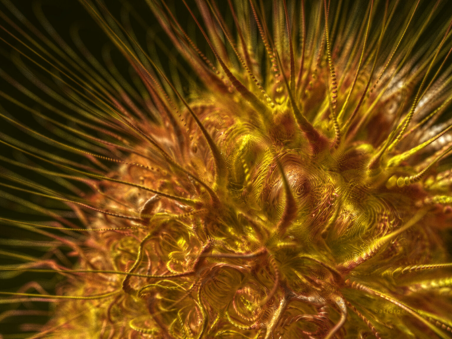 fractal.batjorge.com – The World of 3D Fractal Art